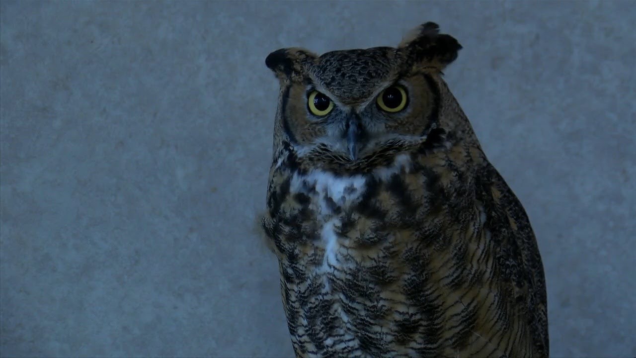 New addition to the International Owl Center - YouTube