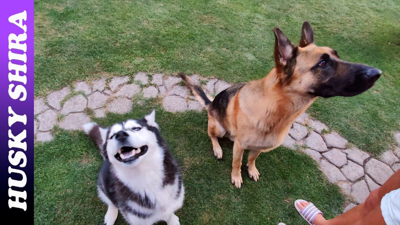 The Pupperonis Get Peanut Butter Filled Snacks - YouTube