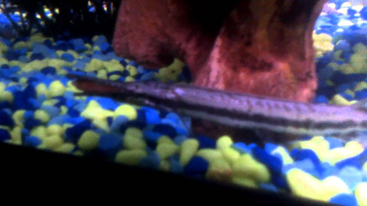 Two Florida Spotted Gars attacking minnow - YouTube