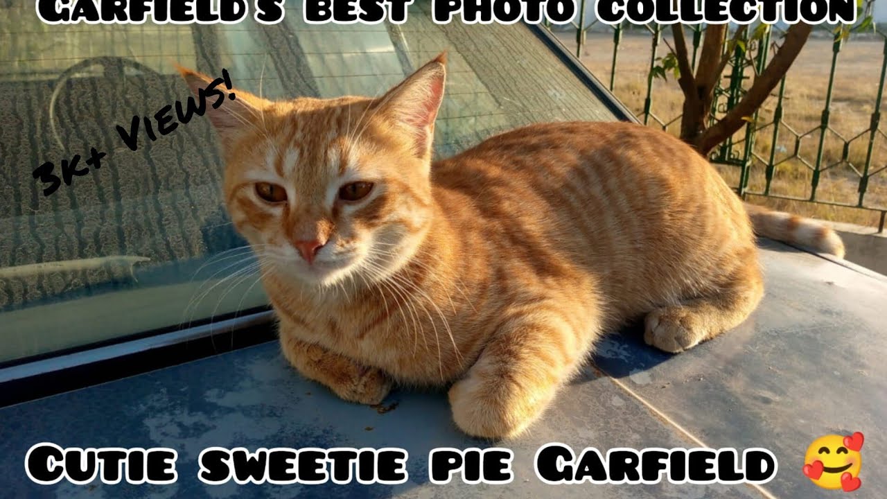 Garfield The Cute Cat's Best Photo Collection!! Beautiful Garfield ...