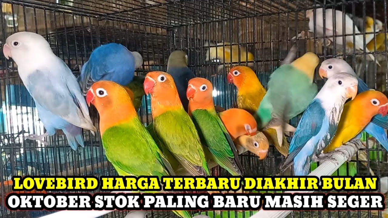 HARGA LOVEBIRD,PARKIT,FALK TERBARU STOK BARU DIAKHIR BULAN OKTOBER KIOS ...