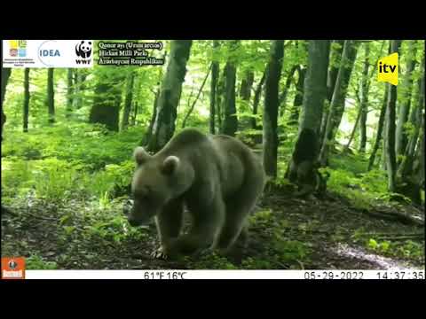 Hirkan Milli Parkında kameralara düşən heyvanlar