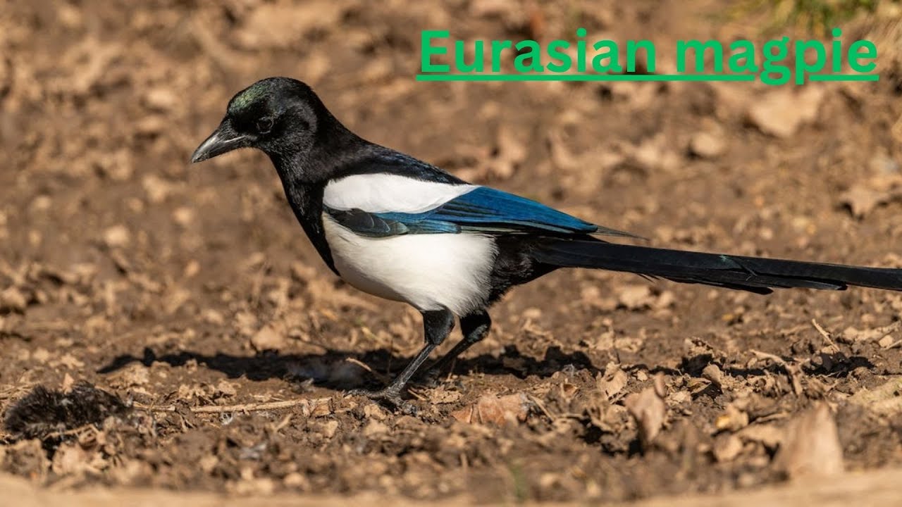 "Smart and Stunning: The Eurasian Magpie Unveiled 🌍🐦" - YouTube