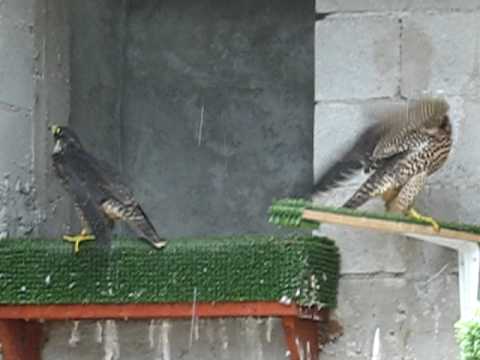 Falcons Macedonia - YouTube