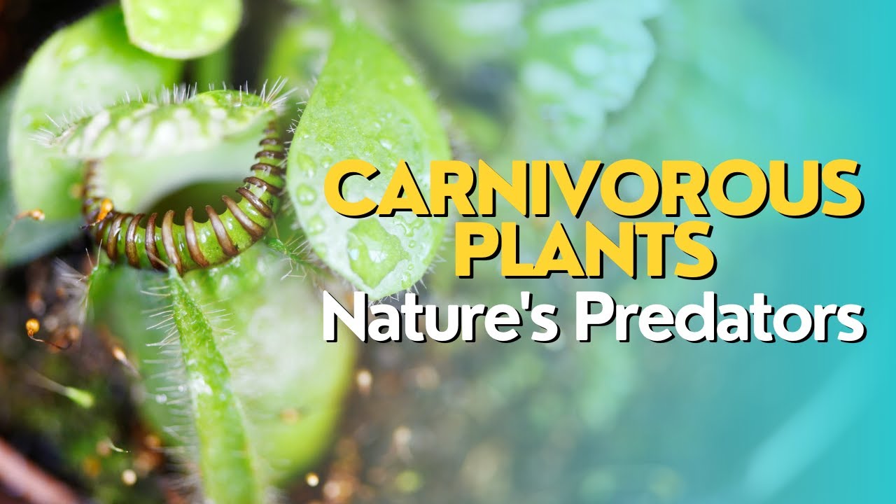 Carnivorous Plants: Nature's Predators - YouTube