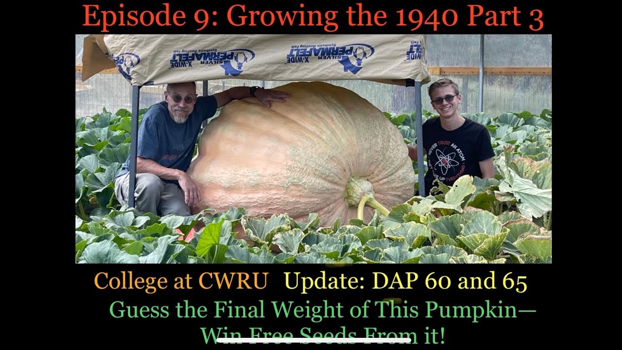 Trying to Grow a 2000 lb Pumpkin Episode 9: Growing the 1940 Urena ...