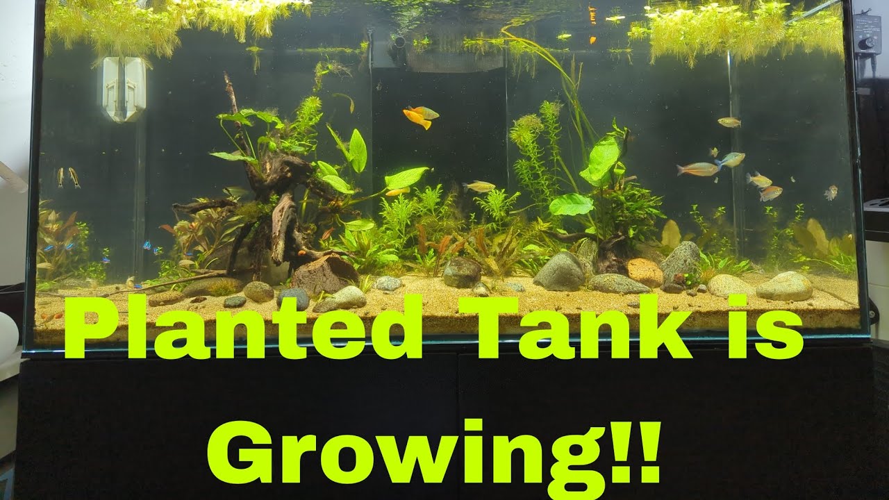Red Sea Reefer 350 Planted Tank Update!! - YouTube