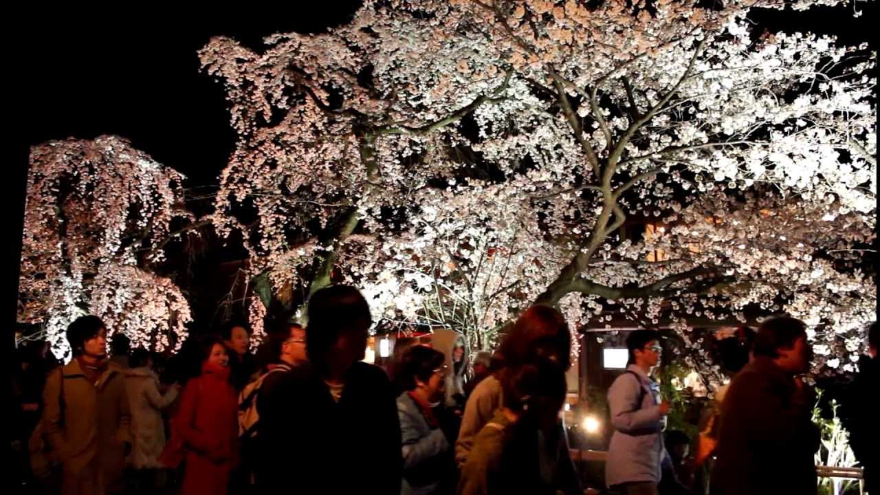 Yozakura: Cherry Blossoms at Night in Shirakawa, Kyoto 【HD】 - YouTube