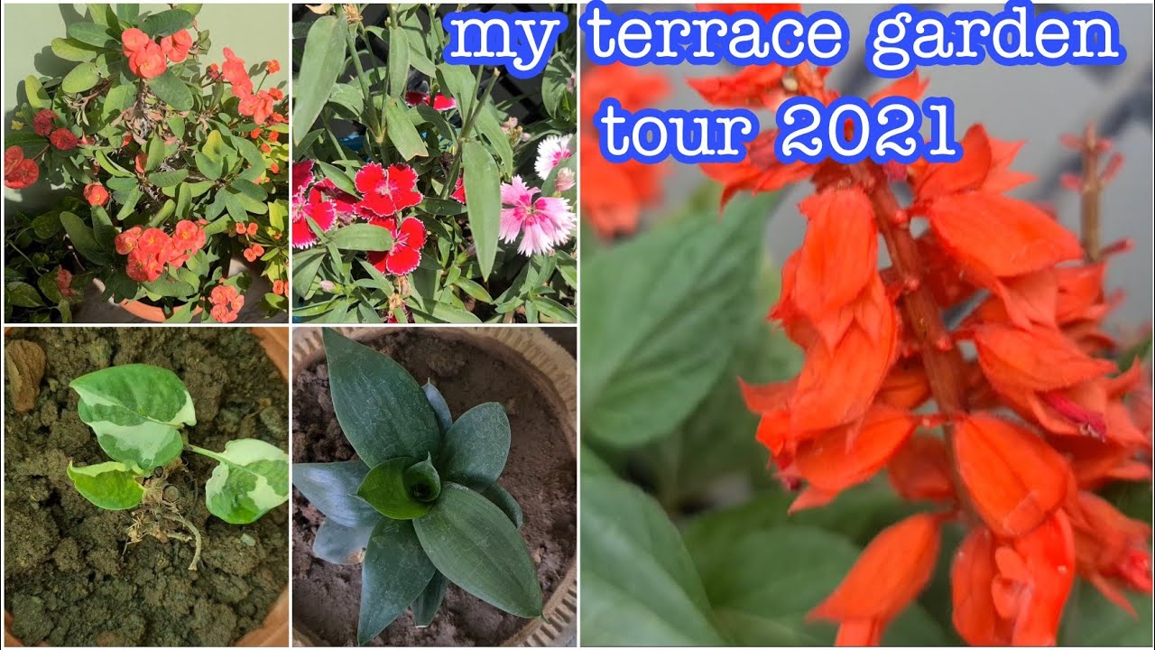 ये प्लान्ट हर घर मै होना चाहिए !! Terrace Garden Tour 2021 !!Gwalior ...