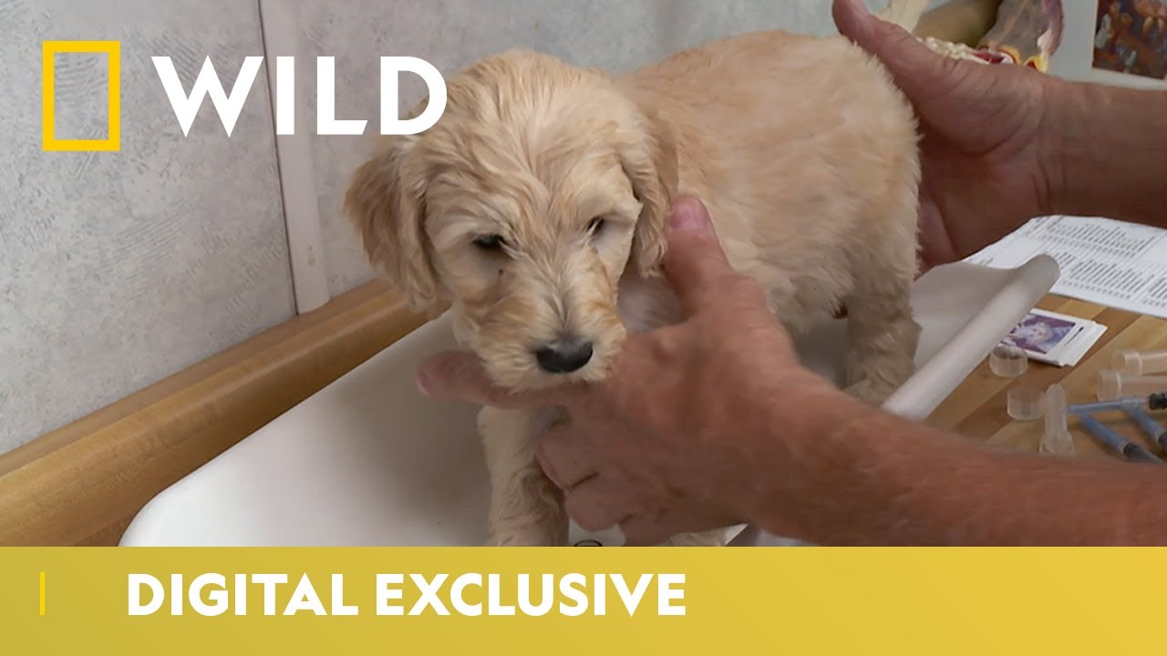 Puppy Health Check up Day The Incredible Dr Pol National Geographic Wild UK YouTube puppy-health-check-up-day-the-incredible-dr-pol-national-geographic-wild-uk-youtube