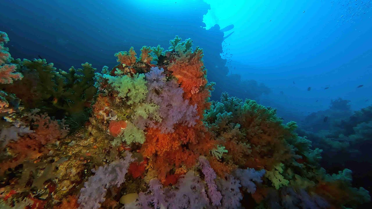 2023 Bandos 06 Diving Maldives Rainbow Giri HP Reef North Male Atoll HD ...