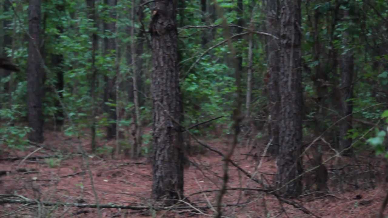 "Hog Patrol" Wild Hog Hunting Georgia - YouTube