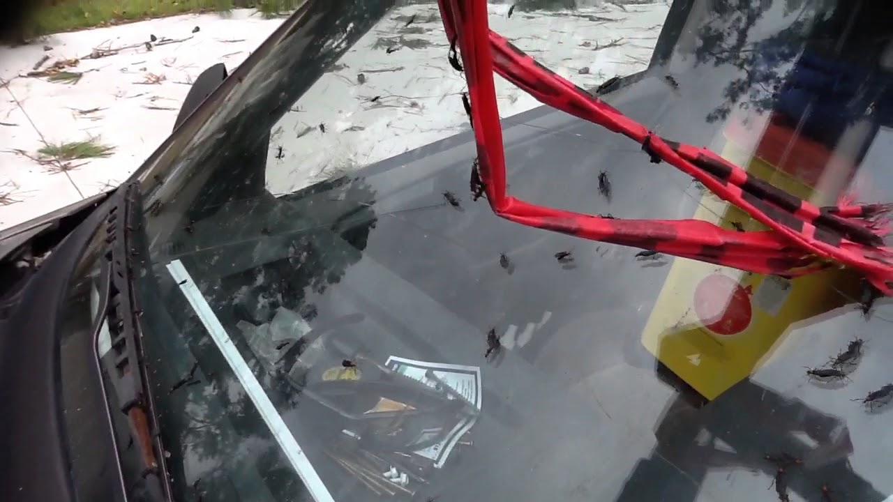 Love bugs on my windshield - YouTube