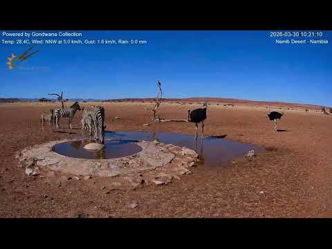 A Precious New Life in the Namib: Meet the New Zebra Foal