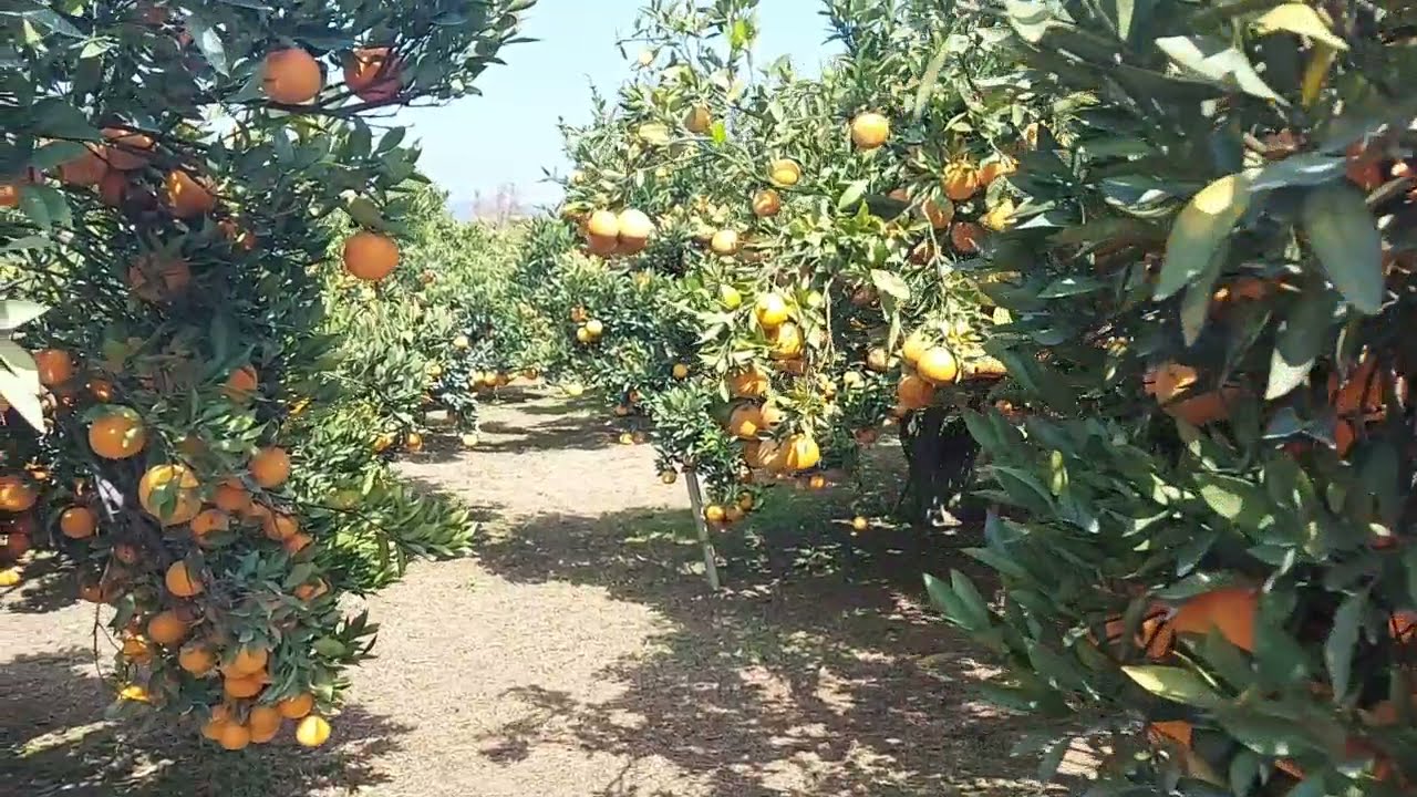 Orange farm at Houli, Taichung, Taiwan #orangespicking - YouTube