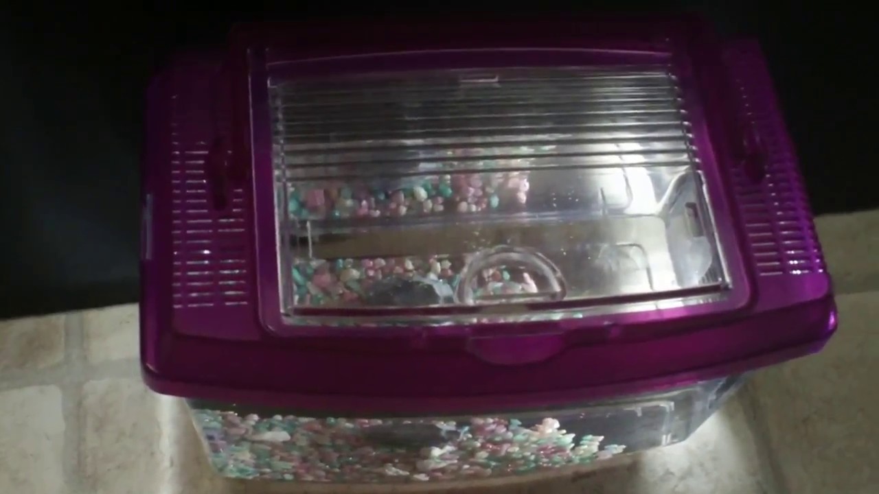 Triops day two hatched and how to start Triops. - YouTube