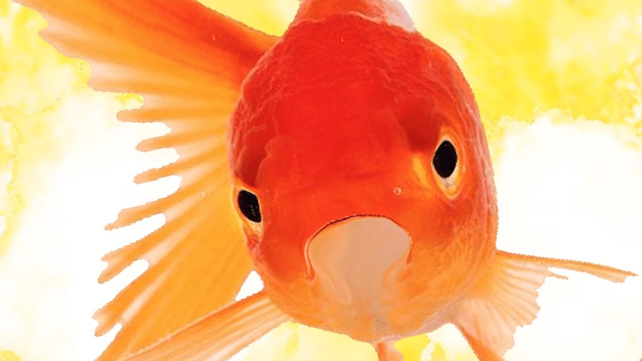 L'Histoire du POISSON ROUGE !! (not clickbait) - YouTube