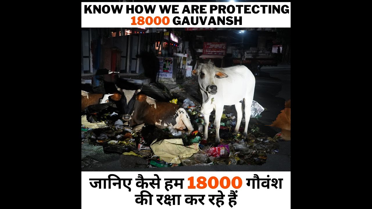 Thousands of cows and bulls have been rescued from critical situations ...