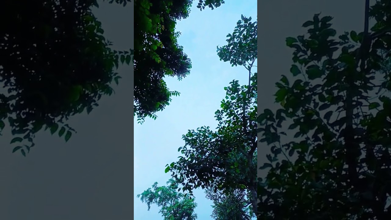 Morning View of Nature, Save nature for fresh natural air....... - YouTube