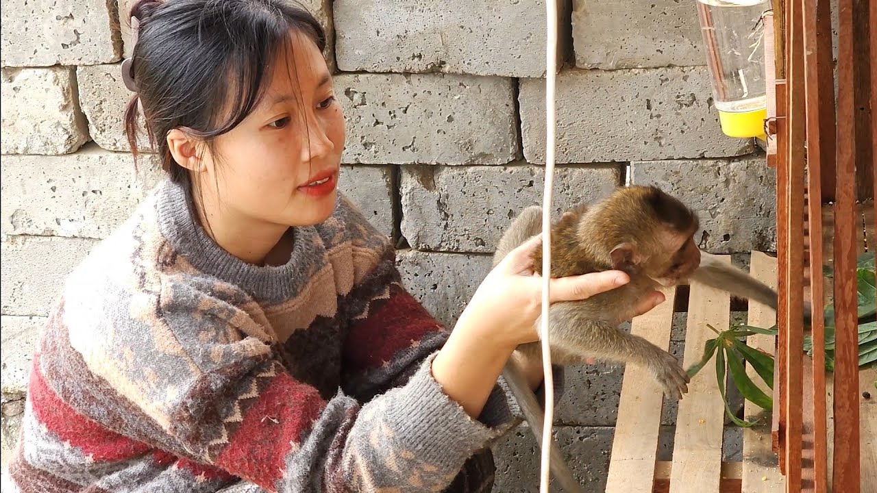 Baby Monkey Nahu Gets Jealous When Huong Feeds Bunny and Teddy – Funny ...