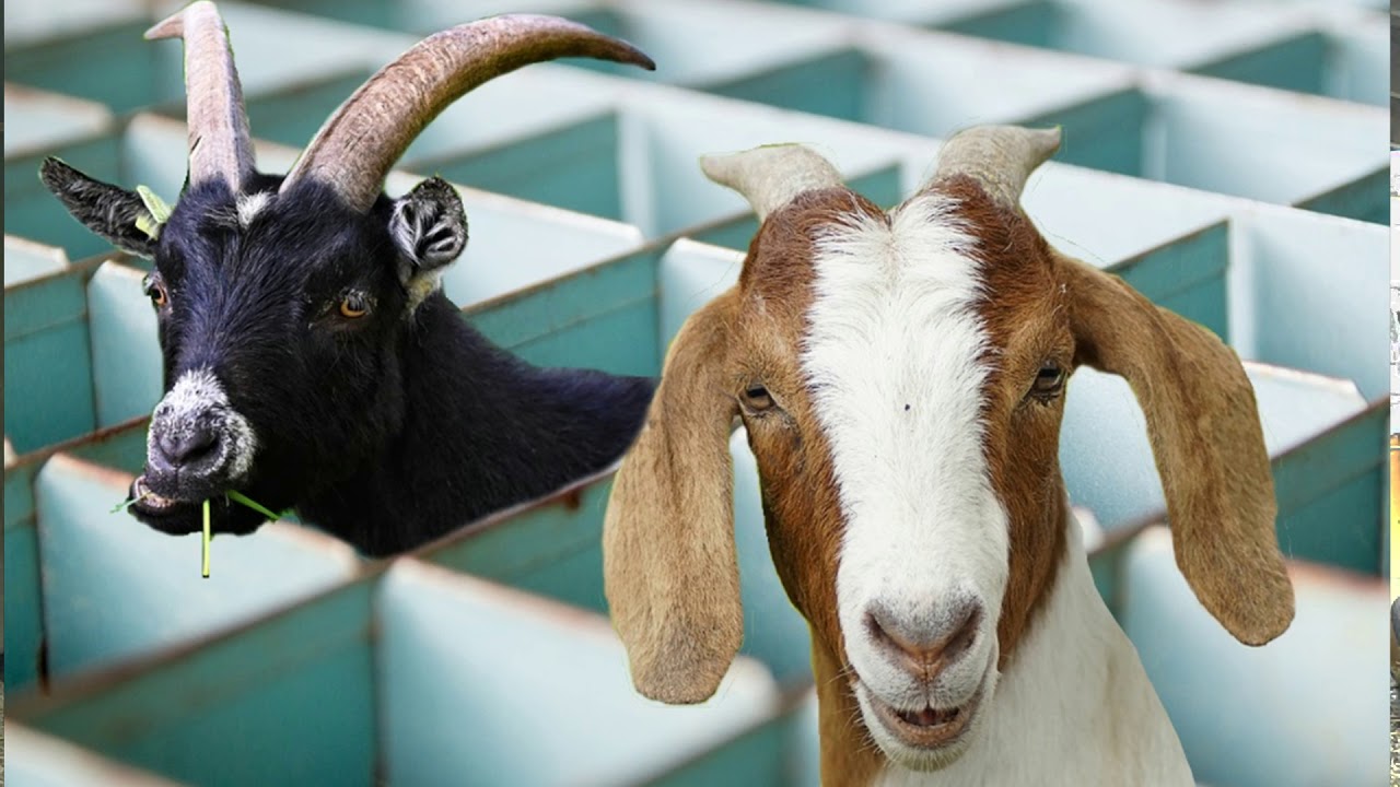 Goat Cubby (Advertisement Parody) - YouTube