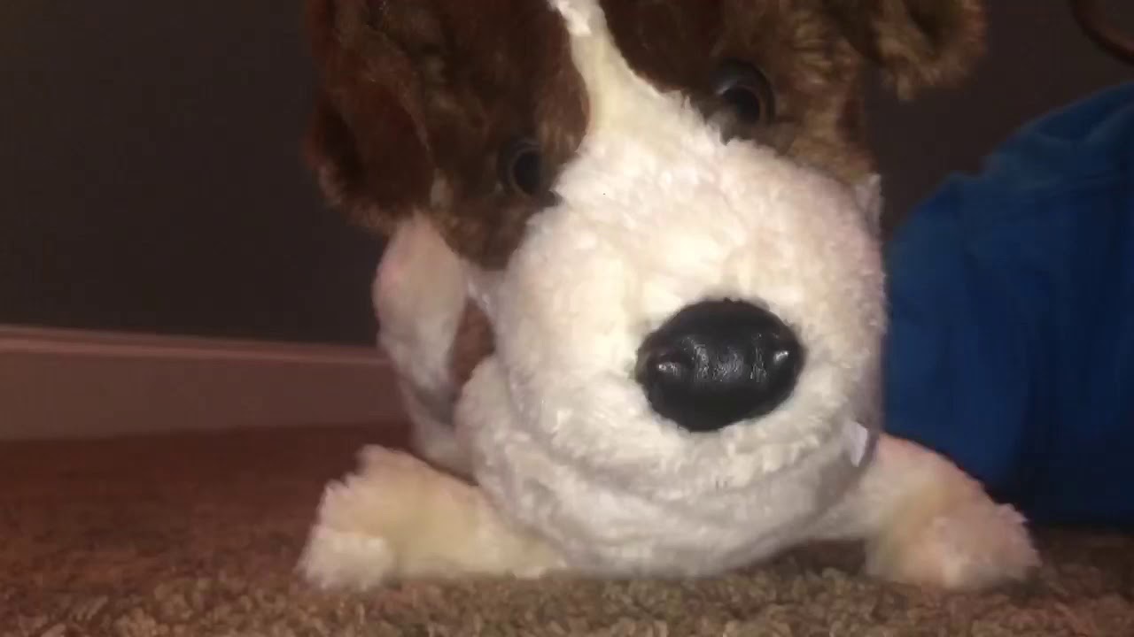 Dog - YouTube