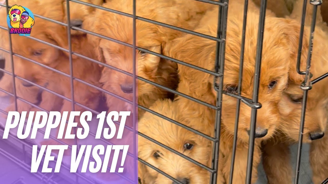 Puppies First Vet Visit! - YouTube