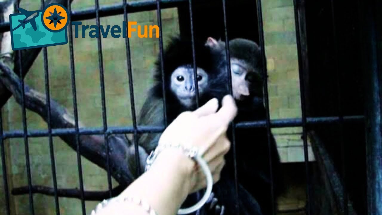 Monkey love story - Theatrical play - Comedy - YouTube