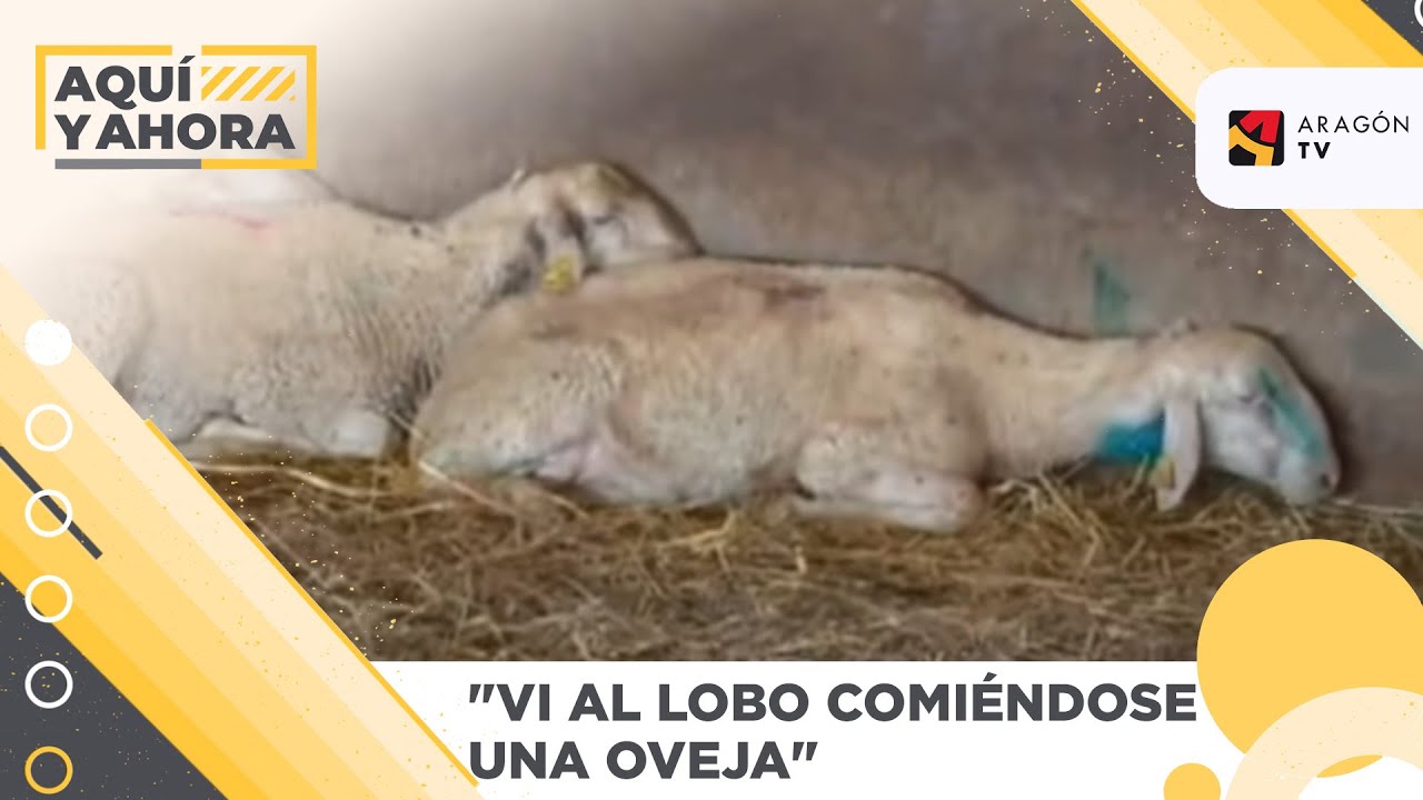 "Vi al lobo comiéndose una oveja" - YouTube