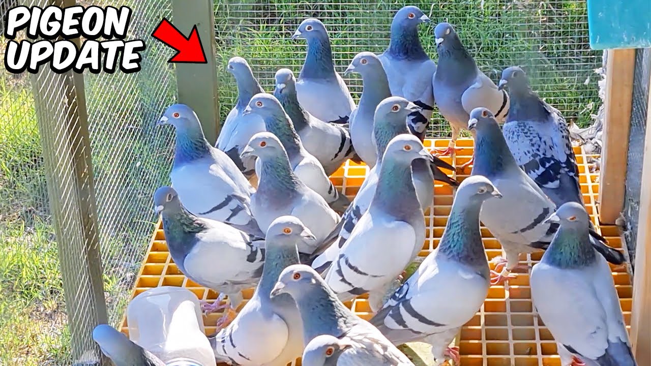 So CLOSE Now ( Pigeon Update ) - YouTube