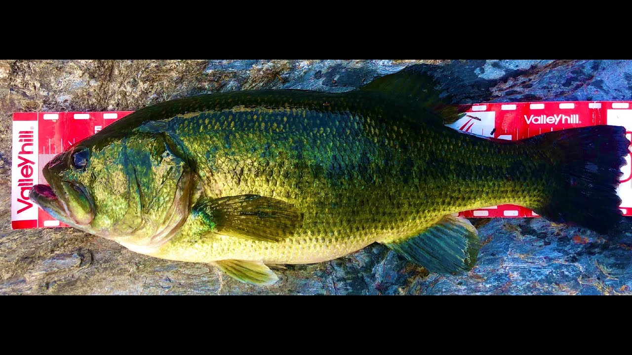 THE BIGGEST BASS IN MY LIFE IN JAPAN / Bass Fishing Trip in Japan - YouTube