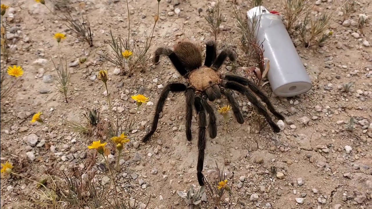 Texas Brown Tarantula @Timeline Ranch - YouTube