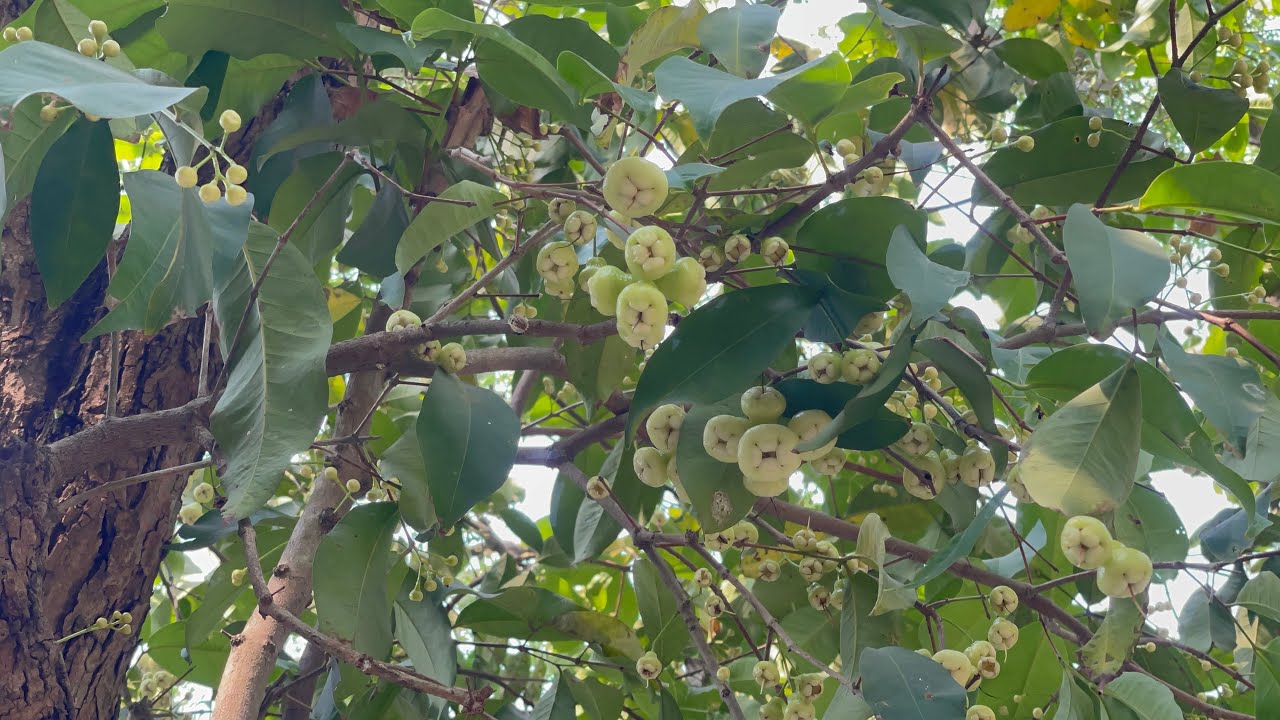 Jamrul - Water Apple - YouTube