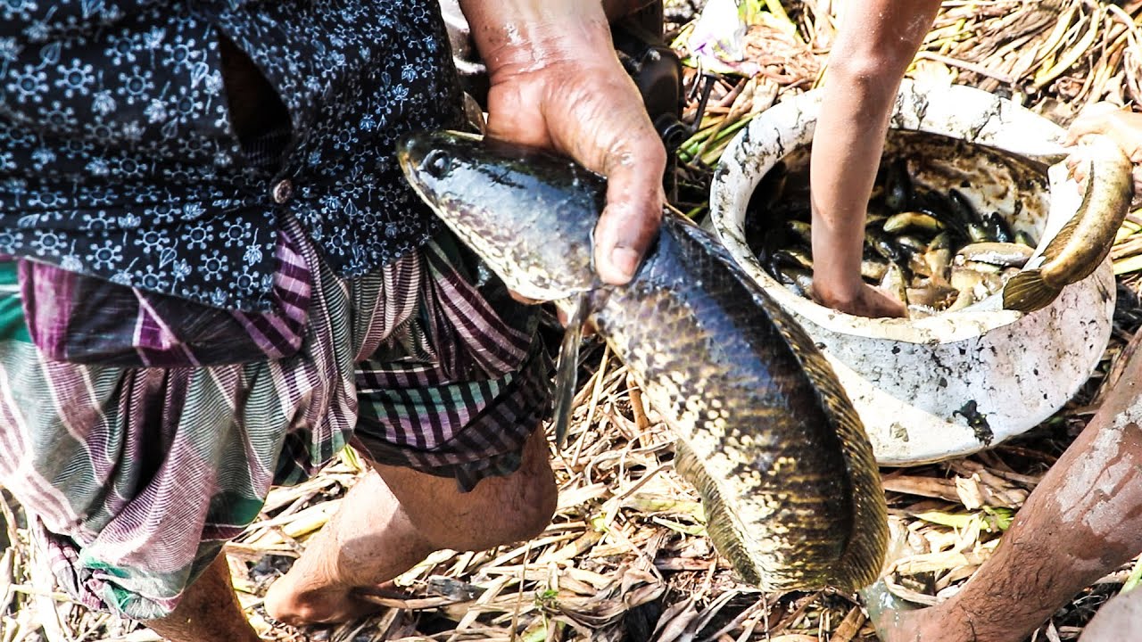 Catch Lots Of Country Fish By Net | Catching Lots Of Snack Head,Catfish ...