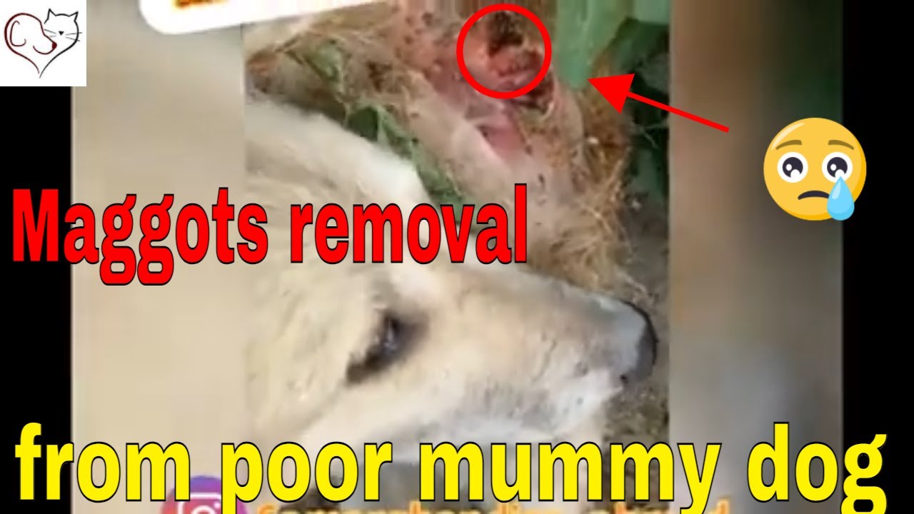 Maggots removal from poor mummy dog - YouTube