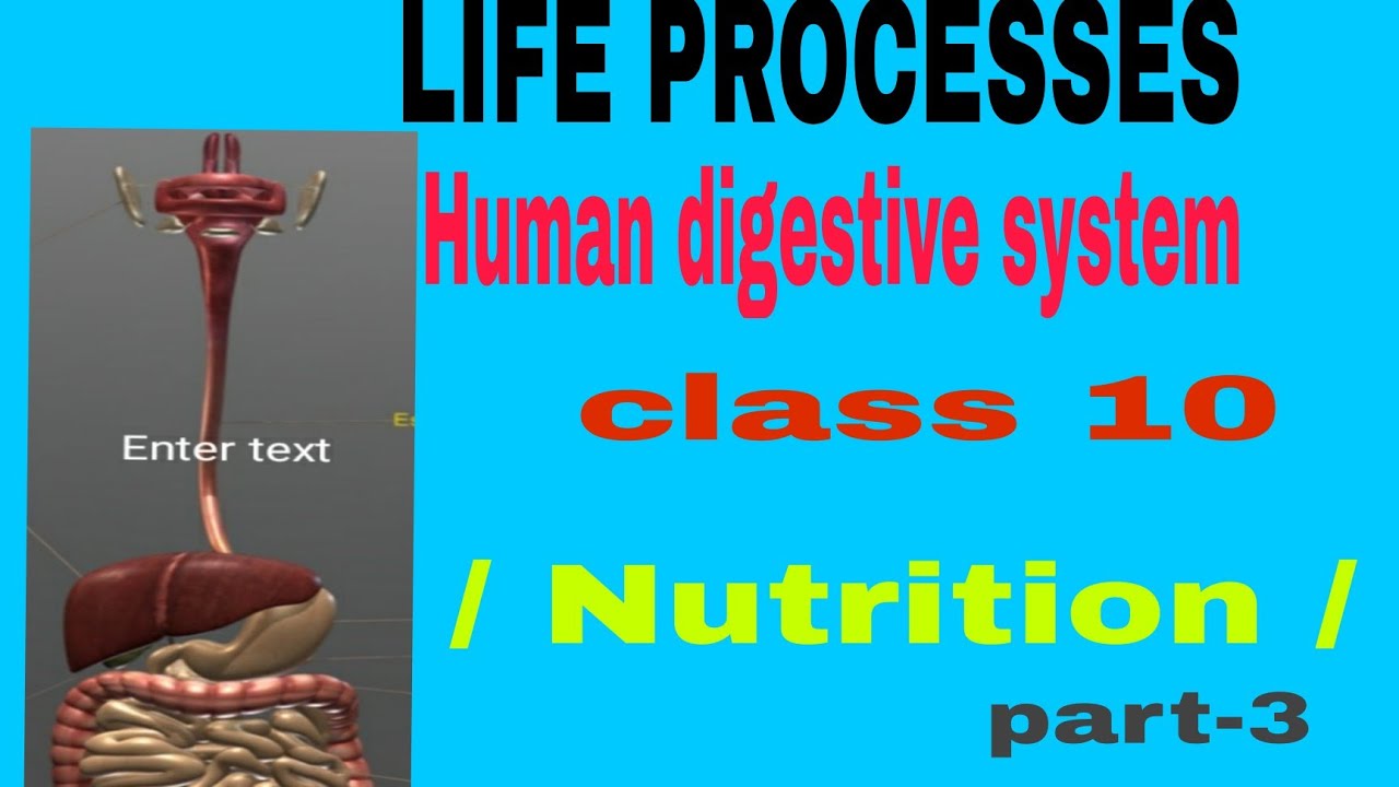 Nutrition (Human digestive system) life process NCERT class 10 - YouTube