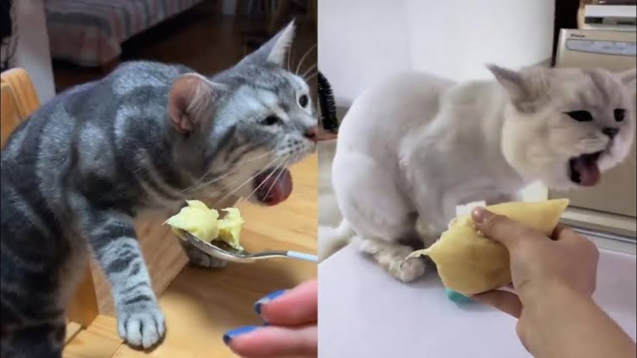 Baby cats- cute and funny cat videos compilation|| Part- 3 - YouTube