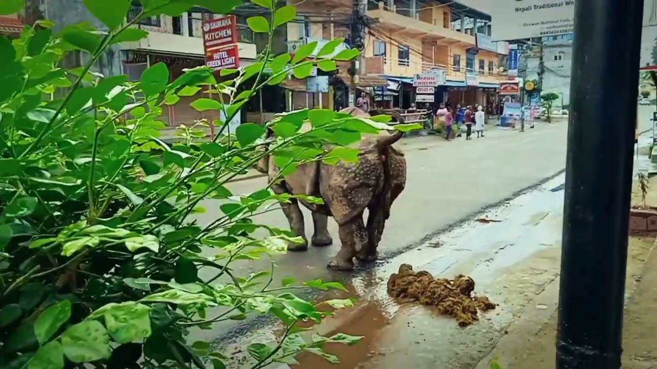 One Horned Rhino Pooping! - YouTube