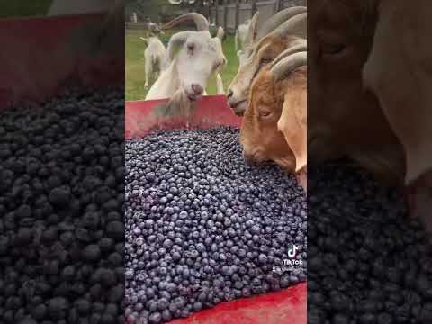 Can Goats Eat Blueberry Bushes