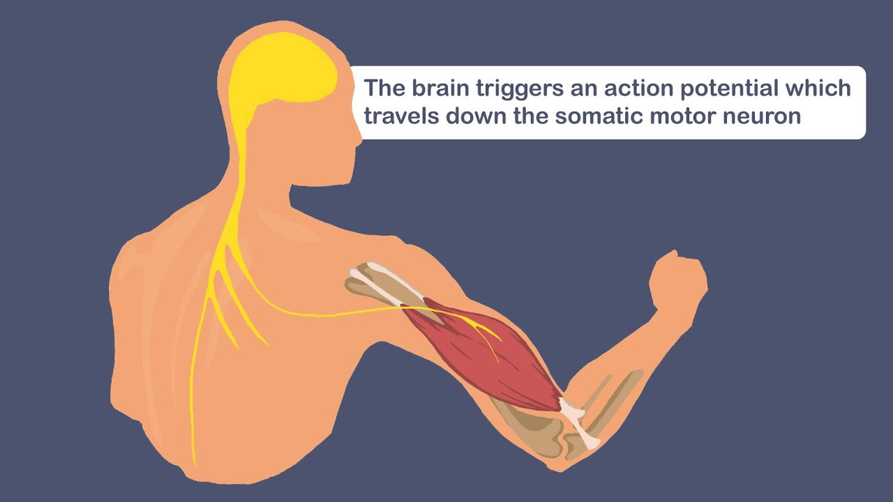 Muscle Excitation Step 1 - YouTube