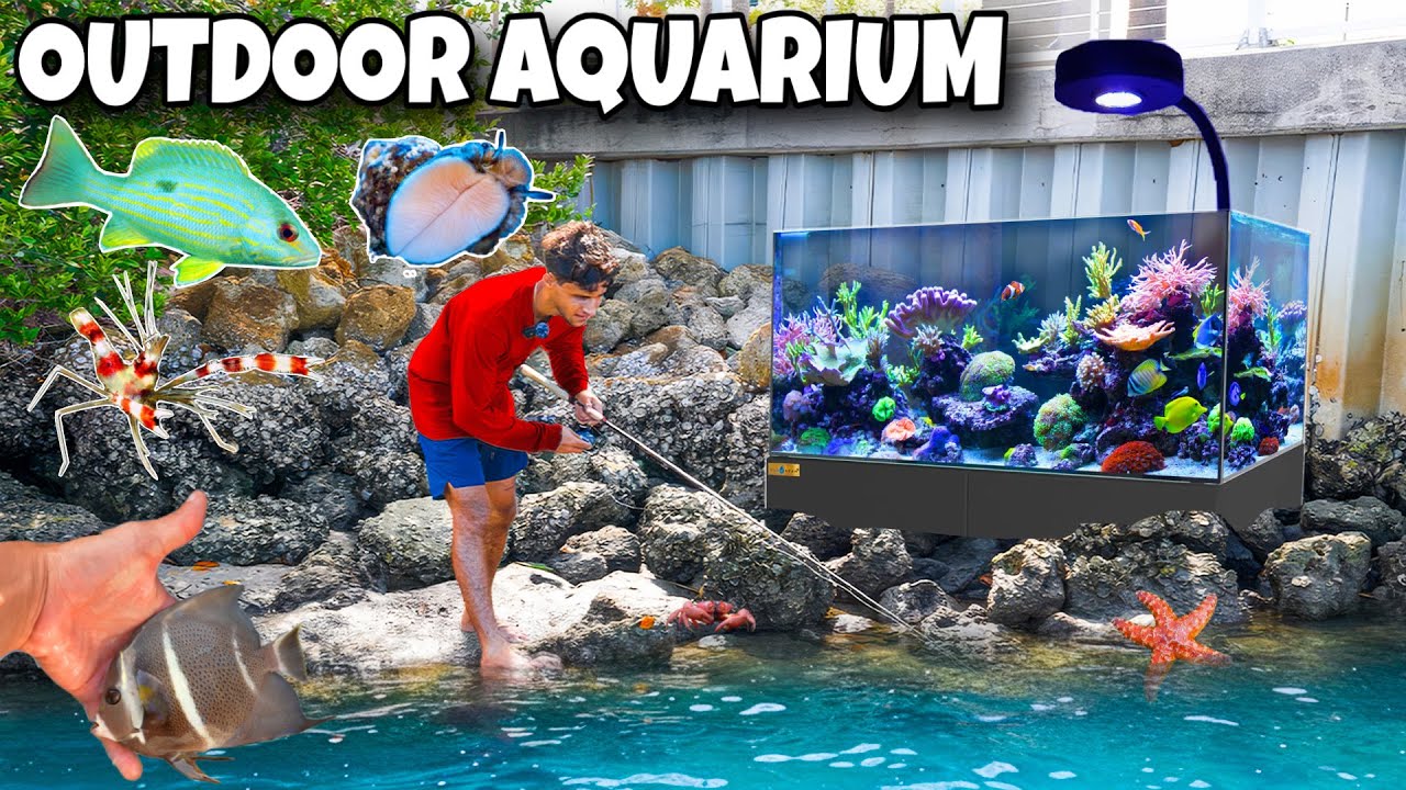 Catching TROPICAL FISH For OUTDOOR AQUARIUM!! - YouTube
