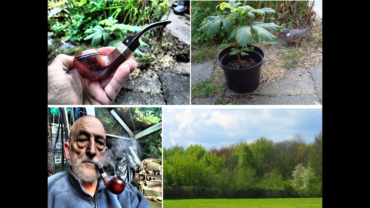Peterson Briar, Dark Plug and the way of growng things - YouTube