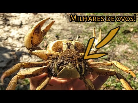 PATA-CHOCA (Guaiamum) PRESERVE ESSE ANIMAL! - YouTube