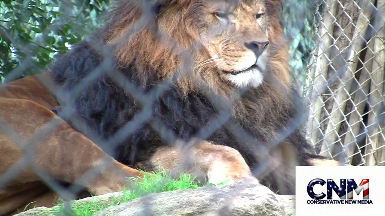 HUGE LION - is this a LEGENDARY BARBARY LION ? - check out his huge ...
