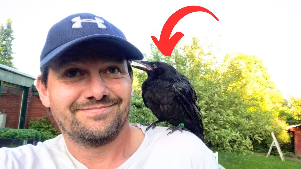 This rescued Crow goes every day to visit the man who saved his life ...