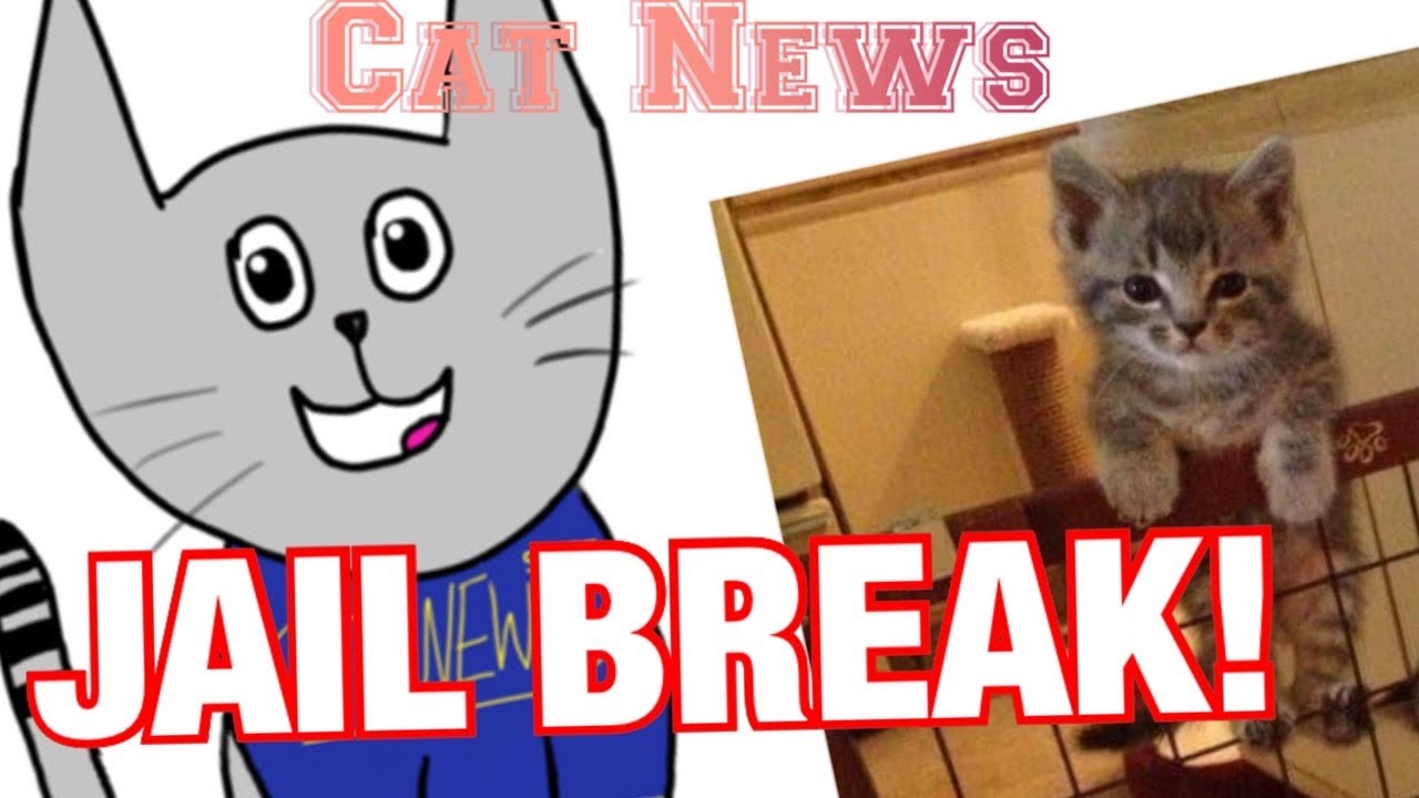 Cat News- Jail Break - YouTube