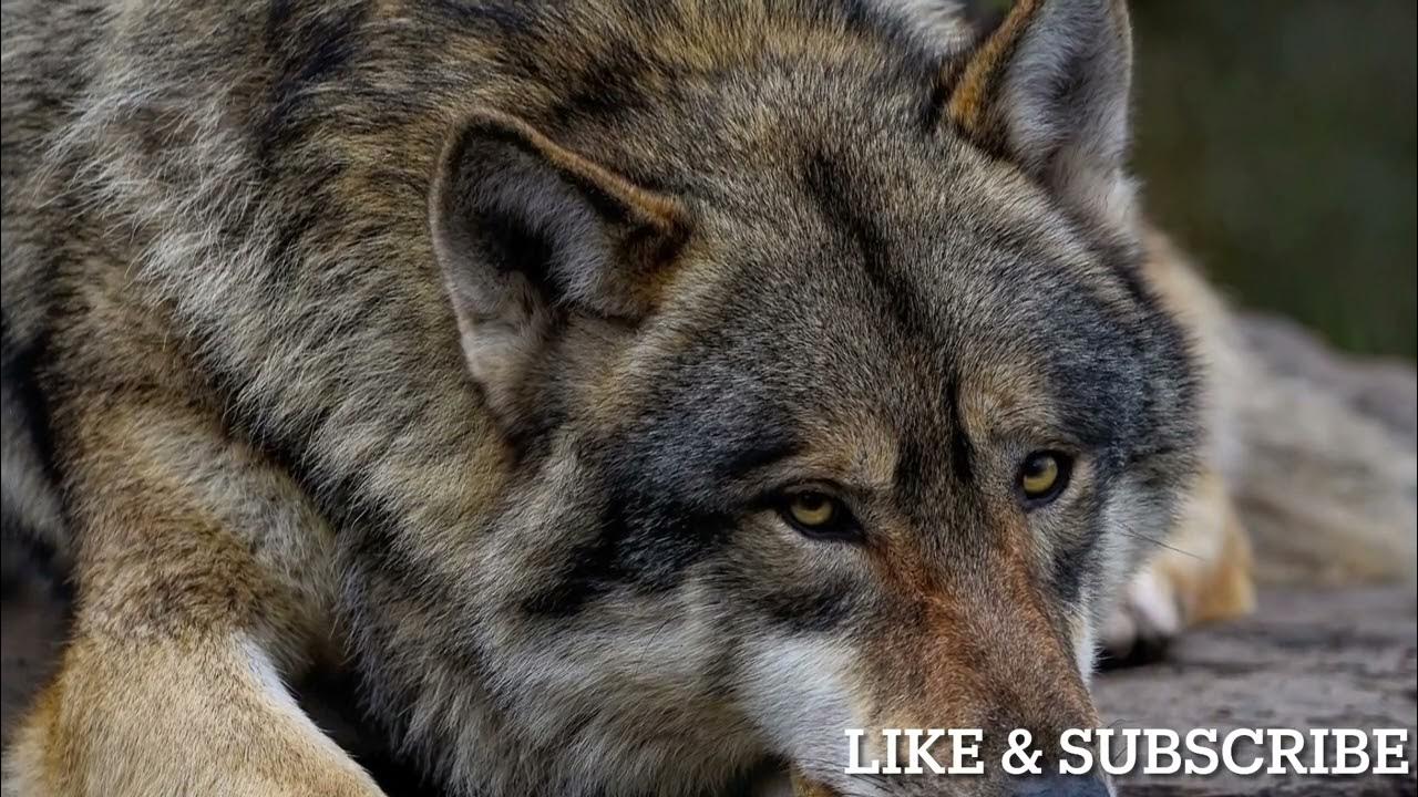 Wolf crying - YouTube