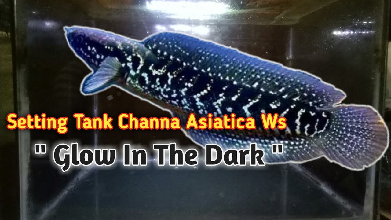 Setting Tank Channa Asiatica Ws - YouTube