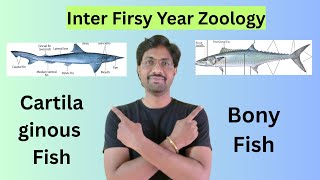 Cartilaginous Fish and Bony Fish Differences || Intermediate First Year Zoology