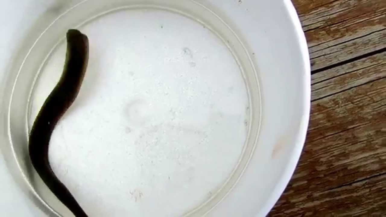 Minnesota Leech fish bait MVI 6790 - YouTube